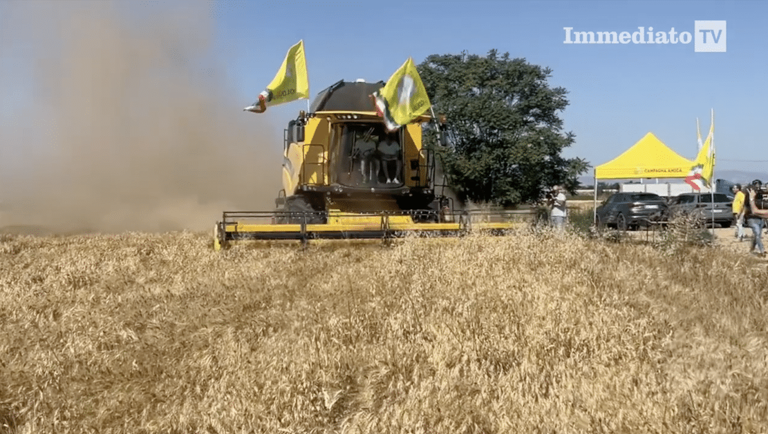 Grano duro, la produzione italiana cresce del 20%: nel 2025 attese ...
